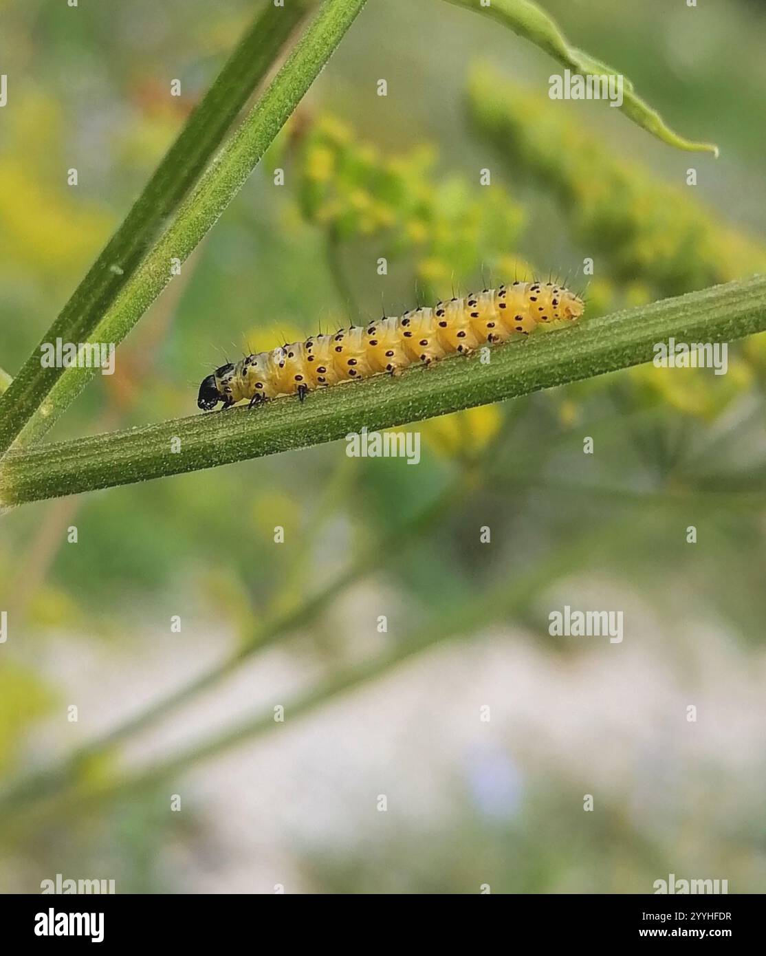 Parsnip Webworm (Depressaria radiella Stock Photo - Alamy