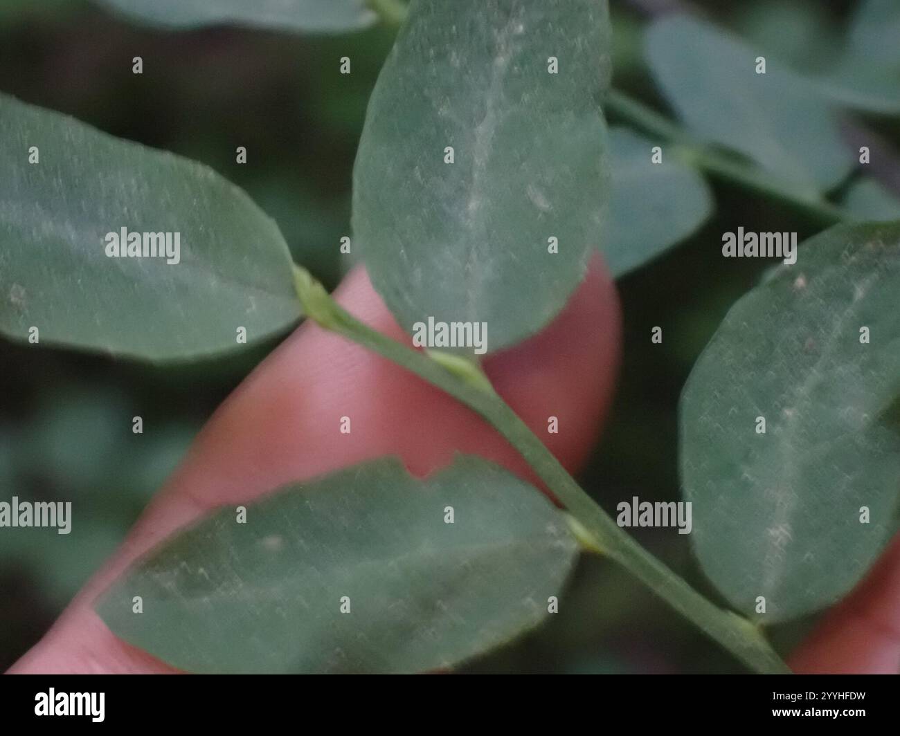 Vaccinium parvifolium hi-res stock photography and images - Alamy