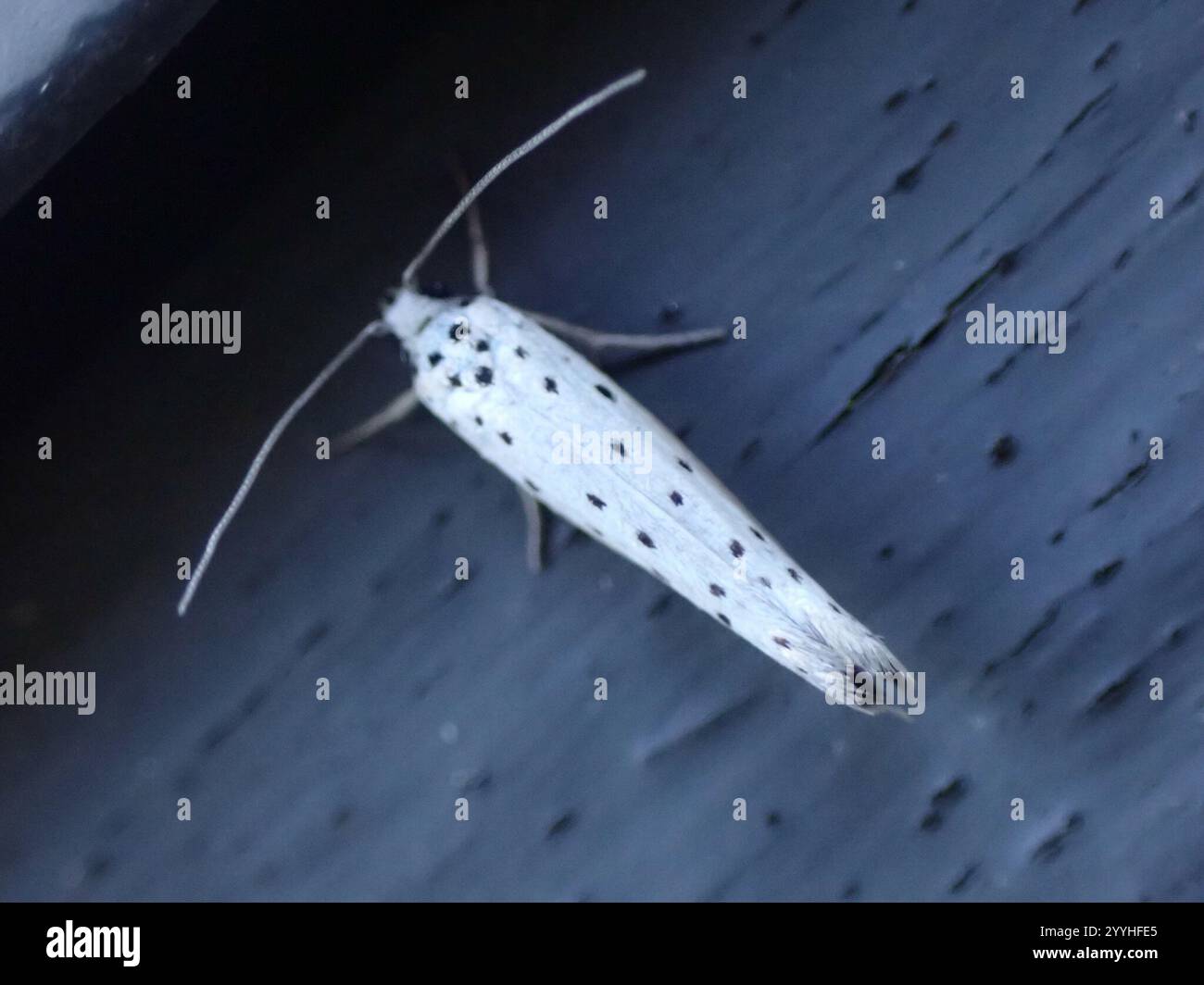 Small Ermine Moths (Yponomeuta Stock Photo - Alamy