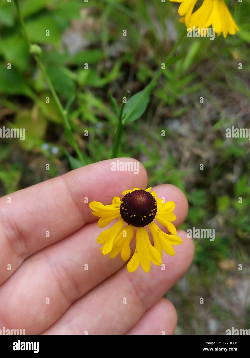 Southern Sneezeweed (Helenium flexuosum Stock Photo - Alamy