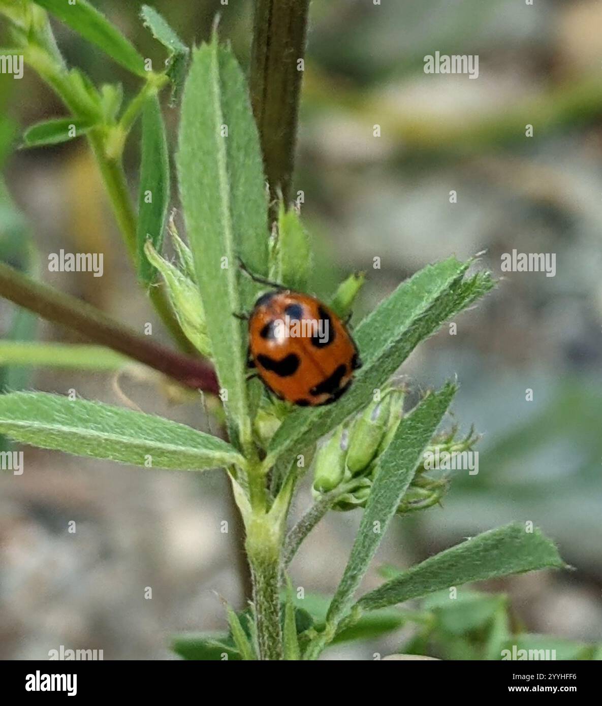 Casey's Lady Beetle (Hippodamia caseyi Stock Photo - Alamy