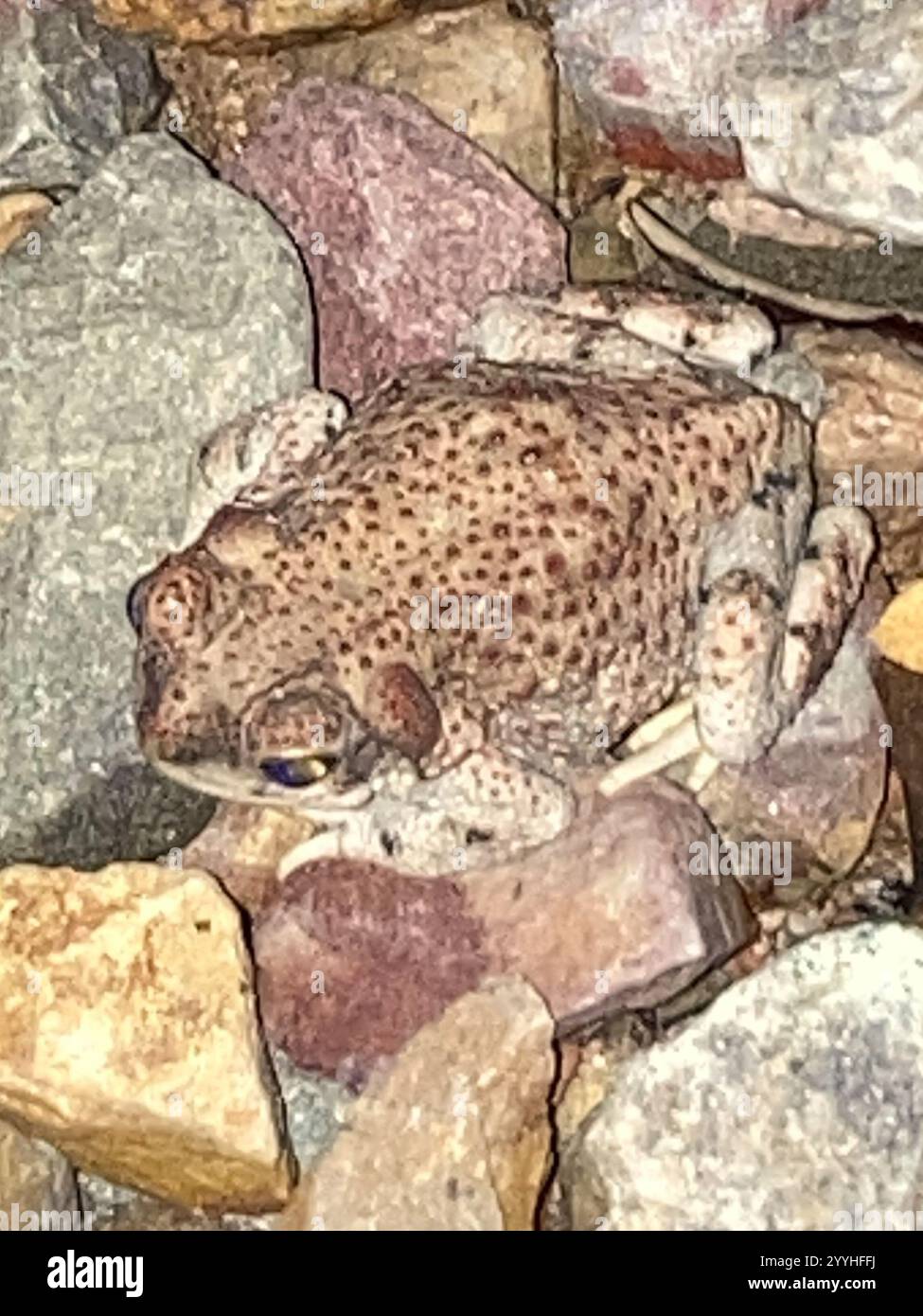 Red-spotted Toad (Anaxyrus punctatus Stock Photo - Alamy