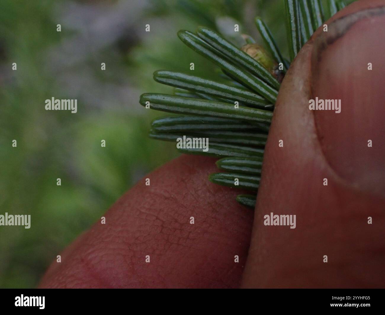subalpine fir (Abies lasiocarpa Stock Photo - Alamy