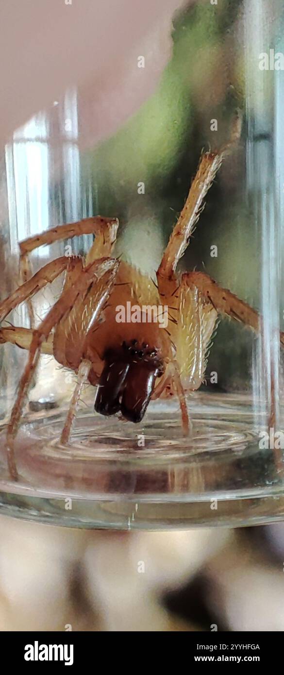 garden ghost spider (Hibana gracilis Stock Photo - Alamy
