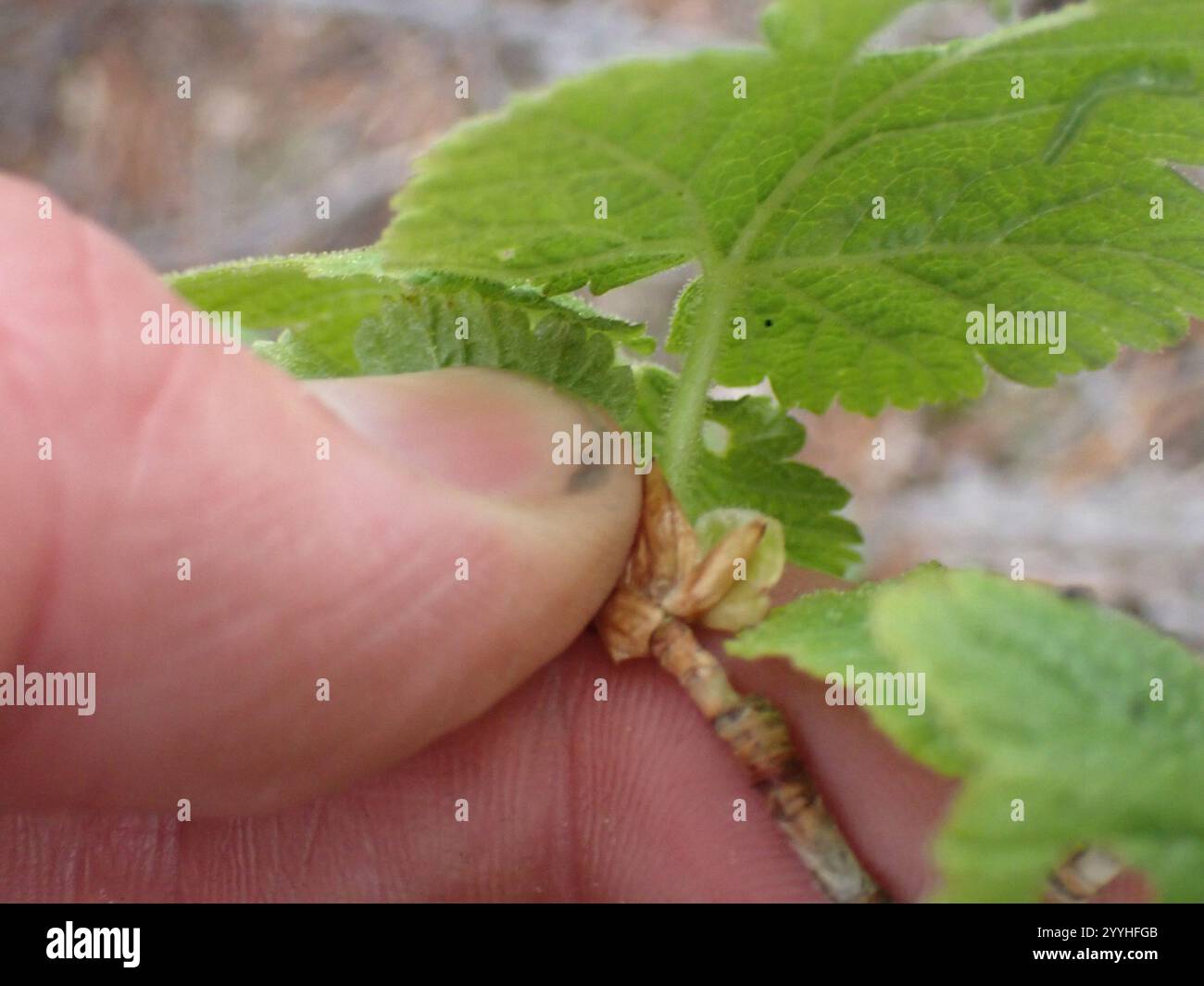 sticky currant (Ribes viscosissimum Stock Photo - Alamy