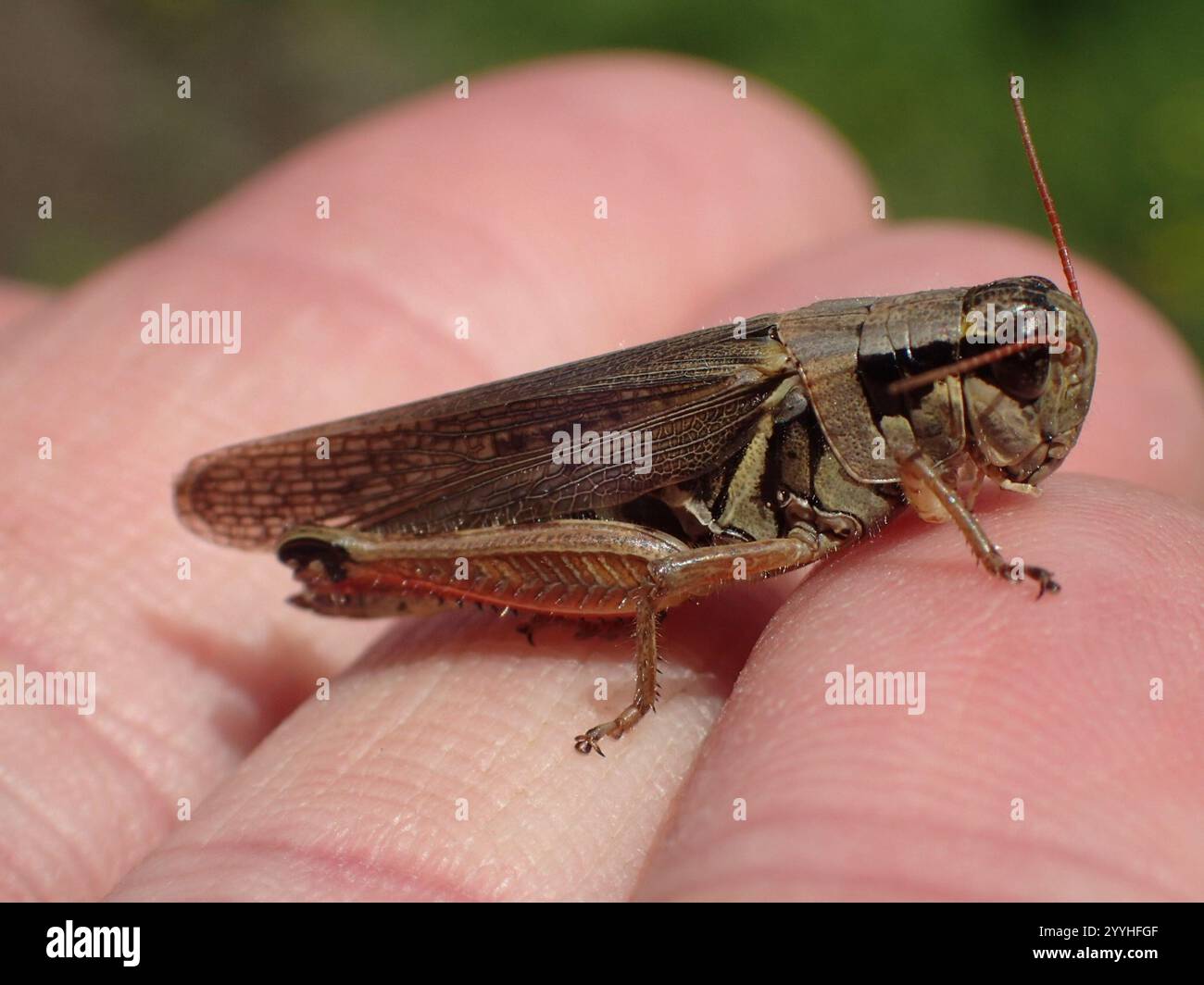 North American Spur-throated Grasshoppers (Melanoplus Stock Photo - Alamy
