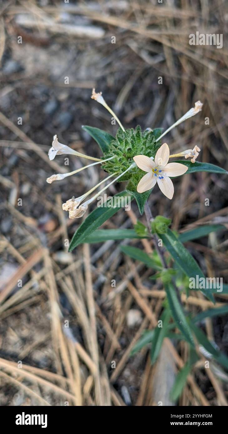 grand collomia (Collomia grandiflora Stock Photo - Alamy