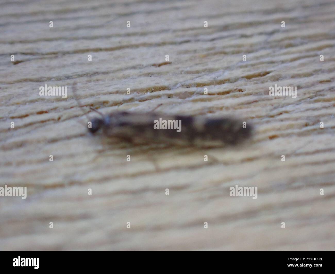 Microcaddisfly hi-res stock photography and images - Alamy