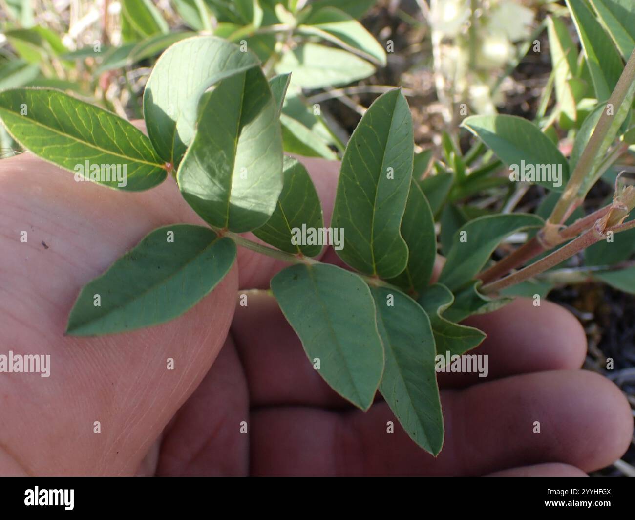 Yellow Sweet-vetch (Hedysarum sulphurescens Stock Photo - Alamy