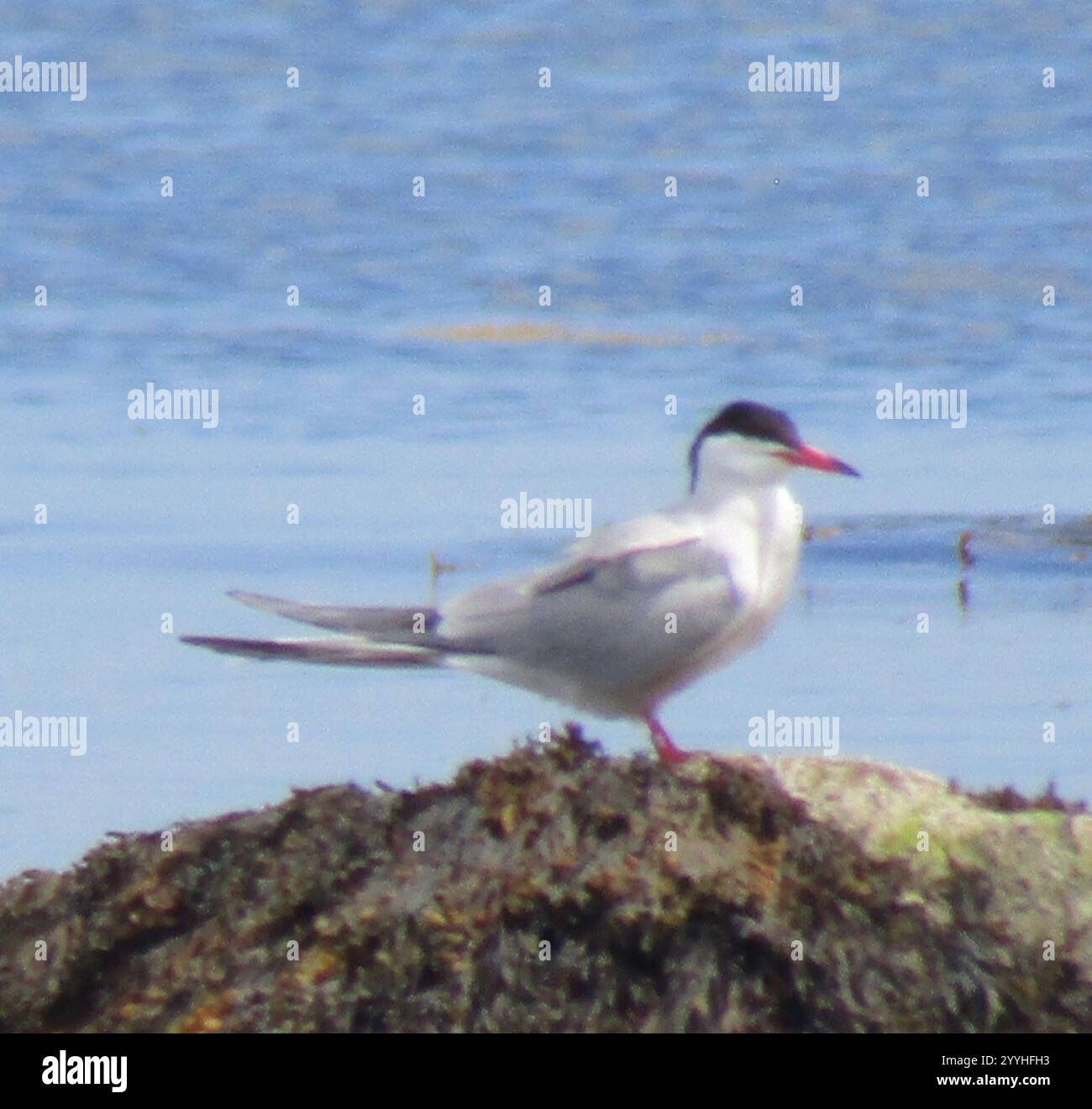 Common Tern (Sterna hirundo Stock Photo - Alamy
