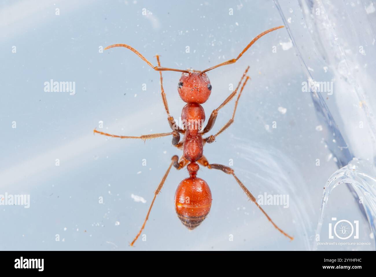 Long-horned Amazon Ant (Polyergus longicornis Stock Photo - Alamy