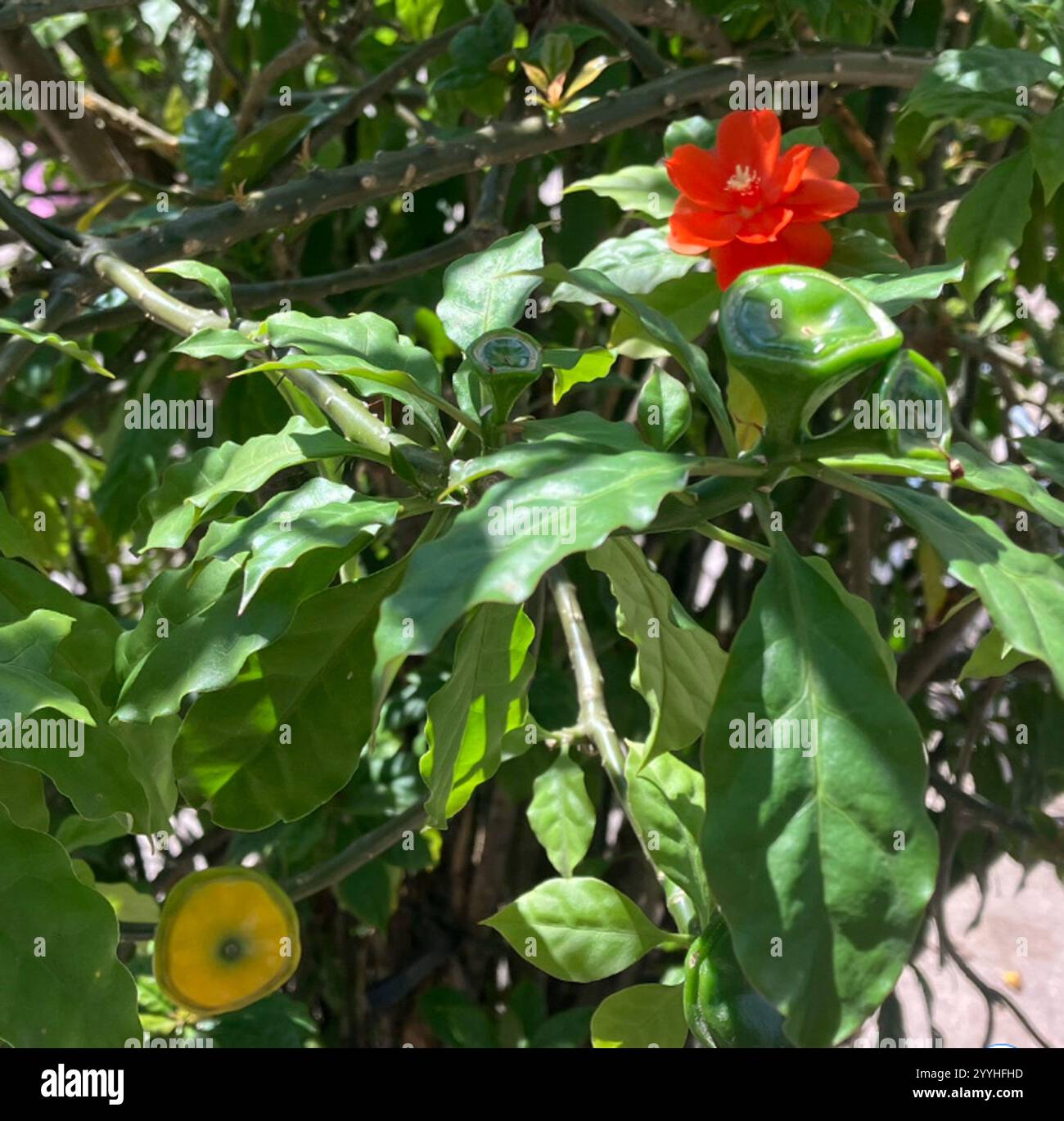 Bleo hi-res stock photography and images - Alamy