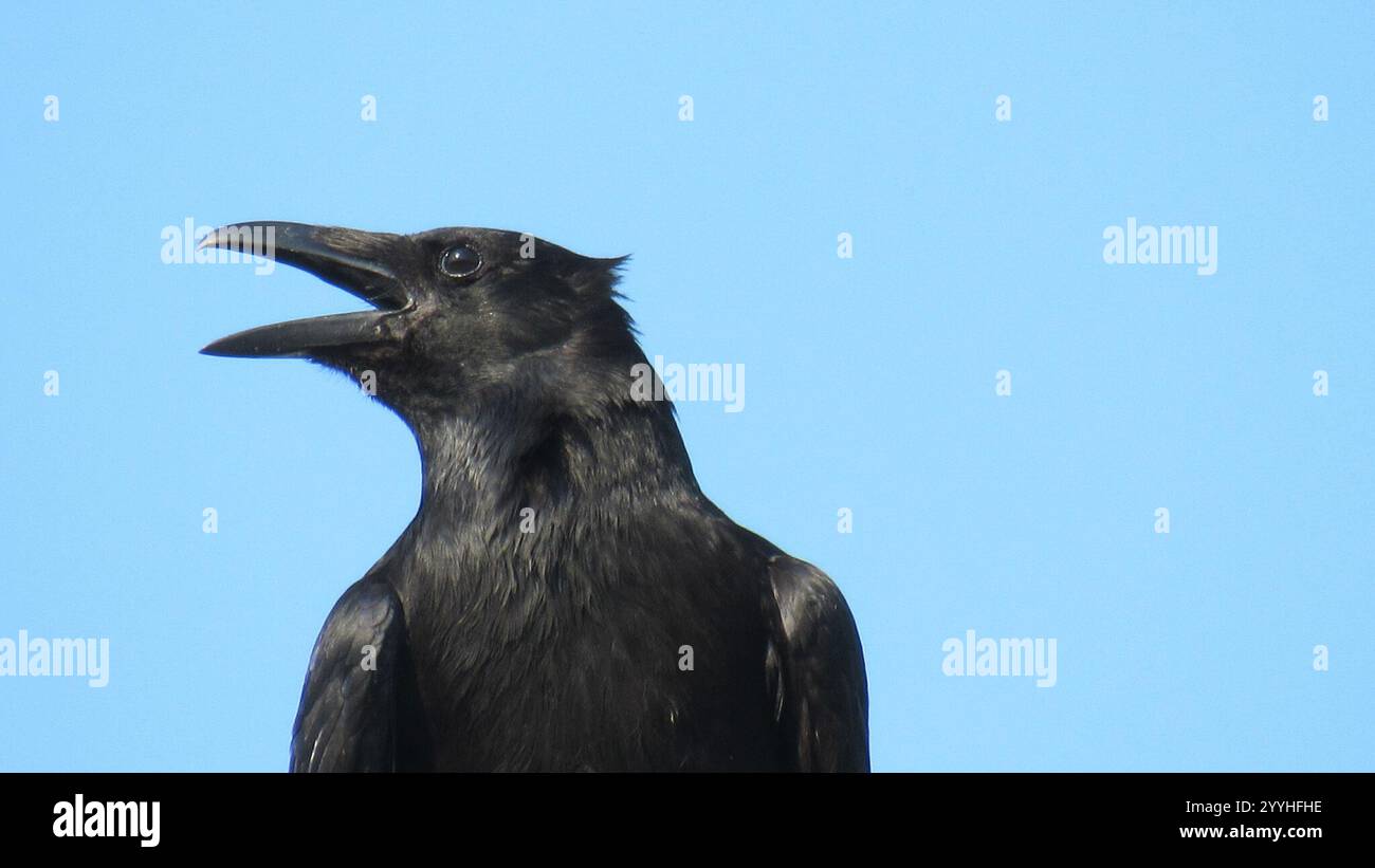 Eastern Carrion Crow (Corvus corone orientalis Stock Photo - Alamy