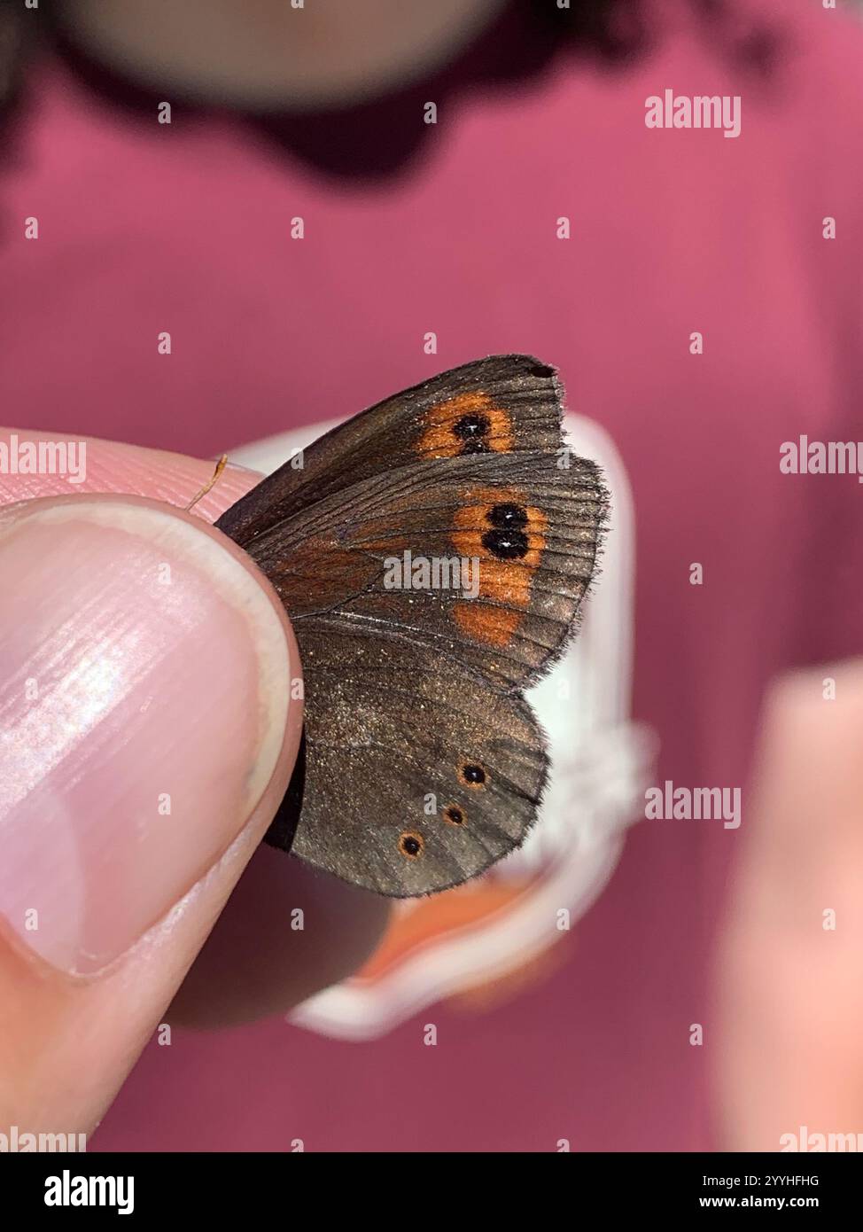 Common Alpine (Erebia epipsodea Stock Photo - Alamy