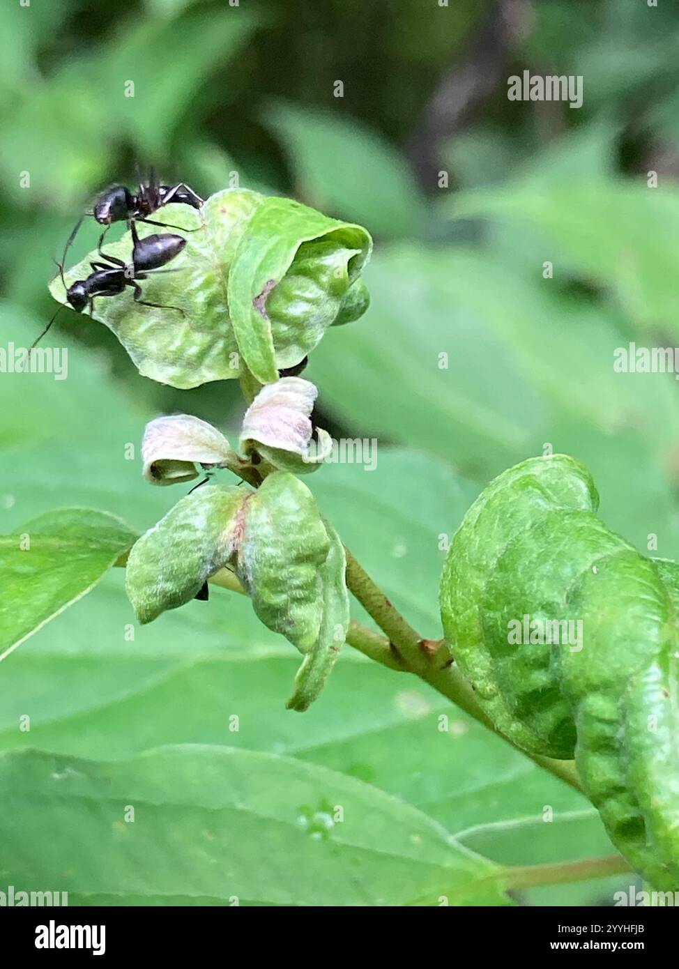 Eastern Black Carpenter Ant (Camponotus pennsylvanicus Stock Photo - Alamy