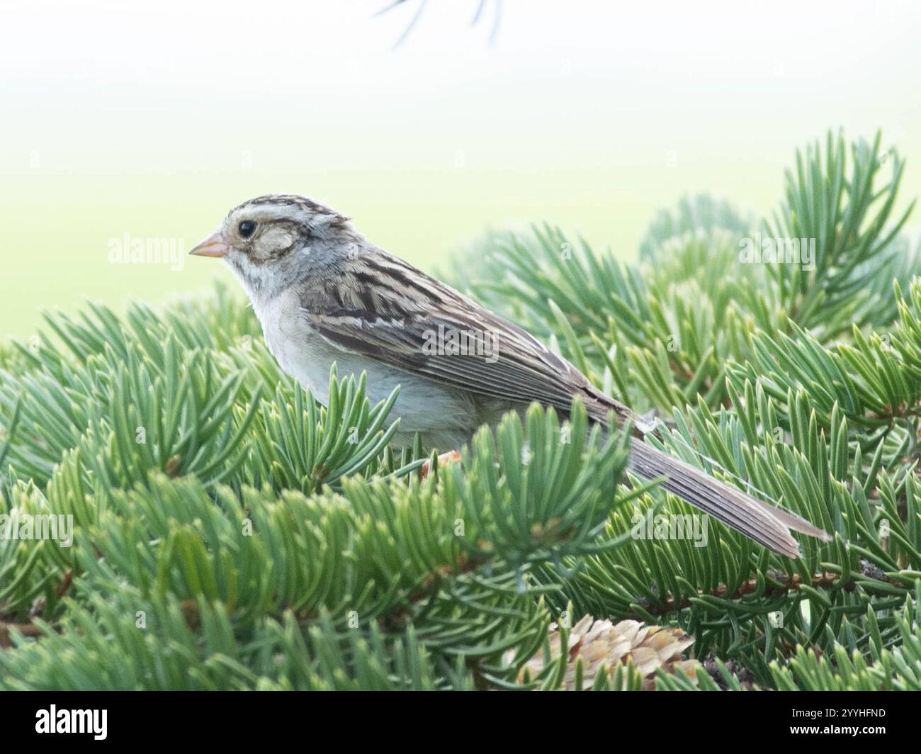 Clay-colored Sparrow (Spizella pallida Stock Photo - Alamy