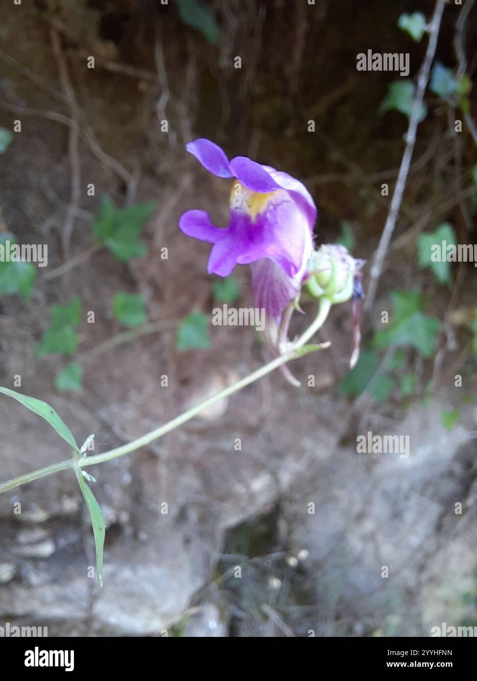 Three Birds Toadflax (Linaria triornithophora Stock Photo - Alamy
