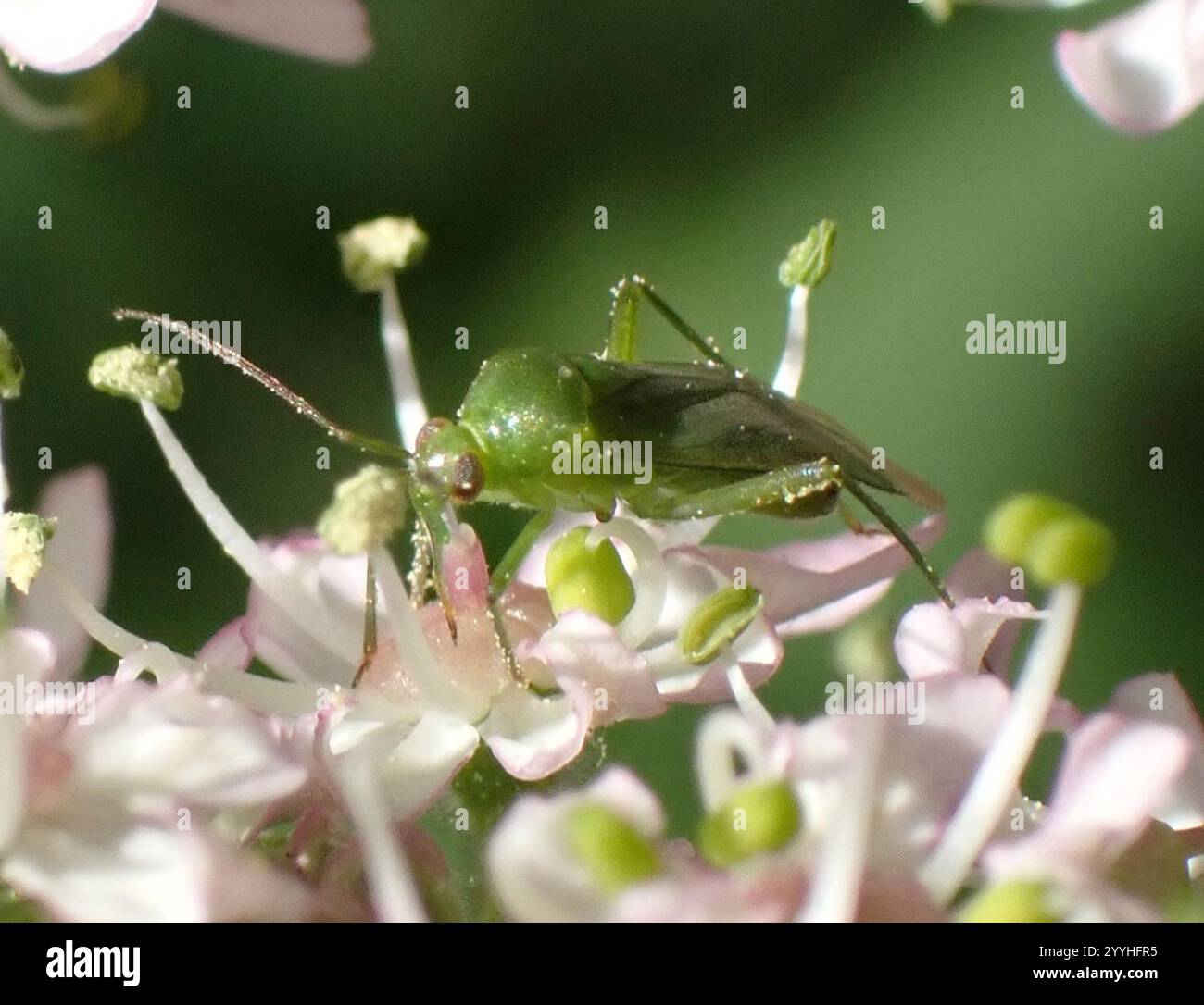 Common Green Capsid (Lygocoris pabulinus Stock Photo - Alamy