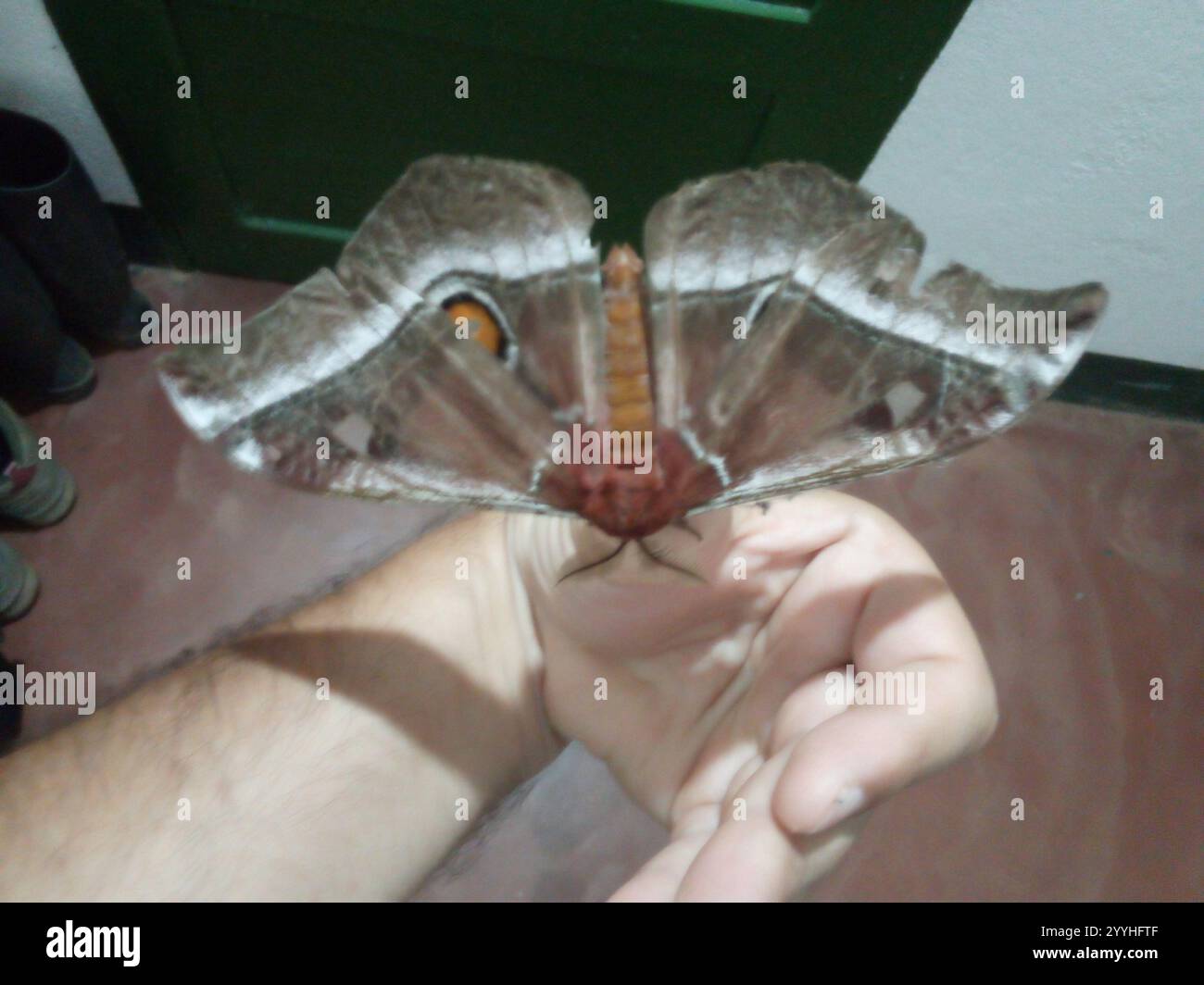 Cabbage Tree Emperor (Bunaea alcinoe Stock Photo - Alamy