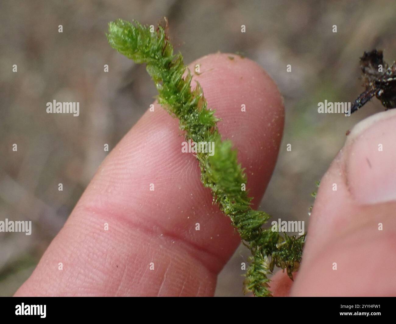 Pipecleaner Moss (Rhytidiopsis robusta Stock Photo - Alamy