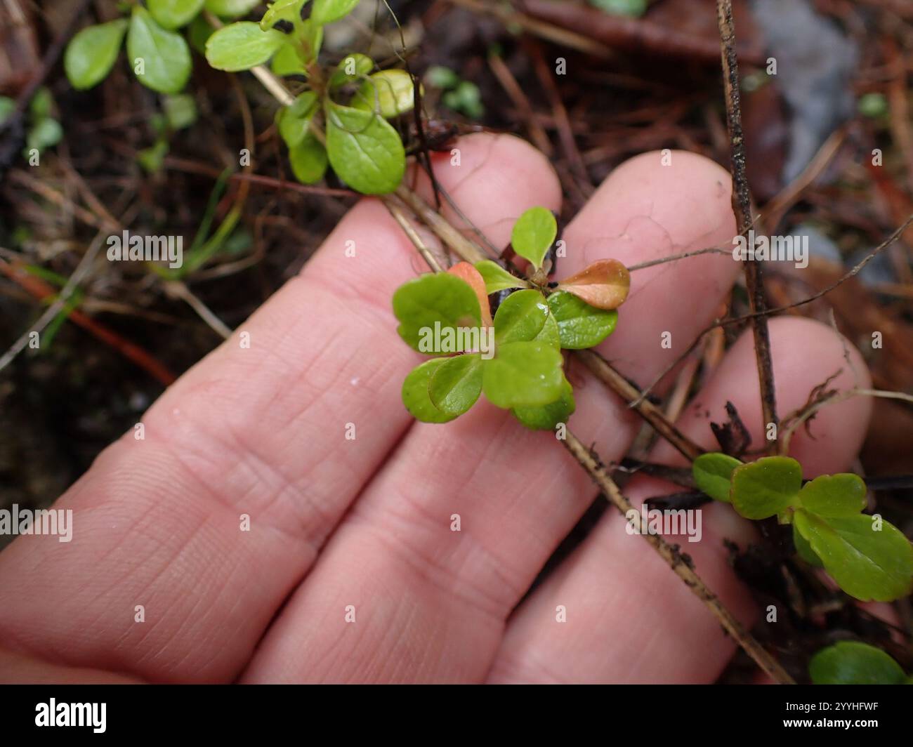 Twinflower (Linnaea borealis Stock Photo - Alamy