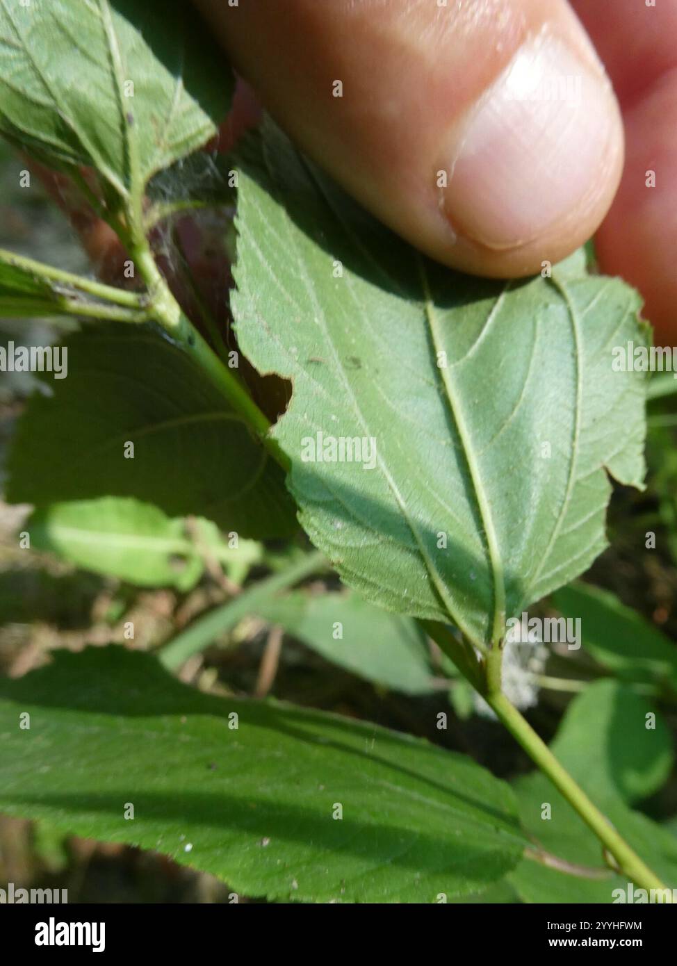 New Jersey tea (Ceanothus americanus Stock Photo - Alamy