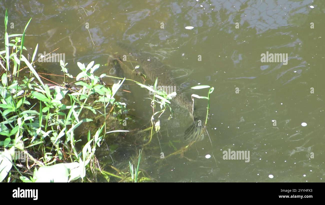 Florida Gar (Lepisosteus platyrhincus Stock Photo - Alamy