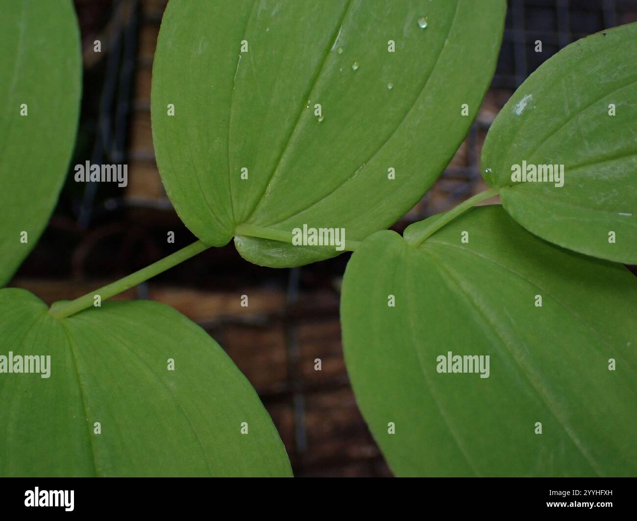 white twisted-stalk (Streptopus amplexifolius Stock Photo - Alamy