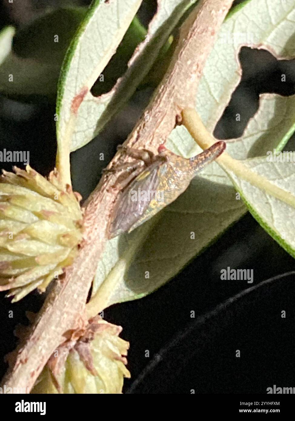 Oak Treehopper (Platycotis vittata Stock Photo - Alamy