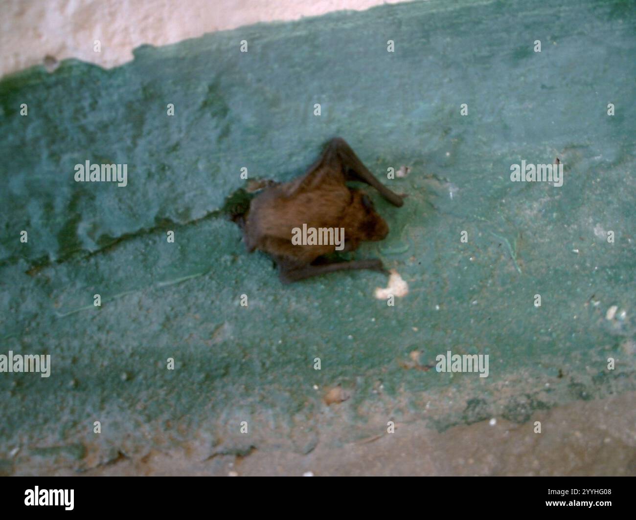 Vesper Bats (Vespertilioninae Stock Photo - Alamy