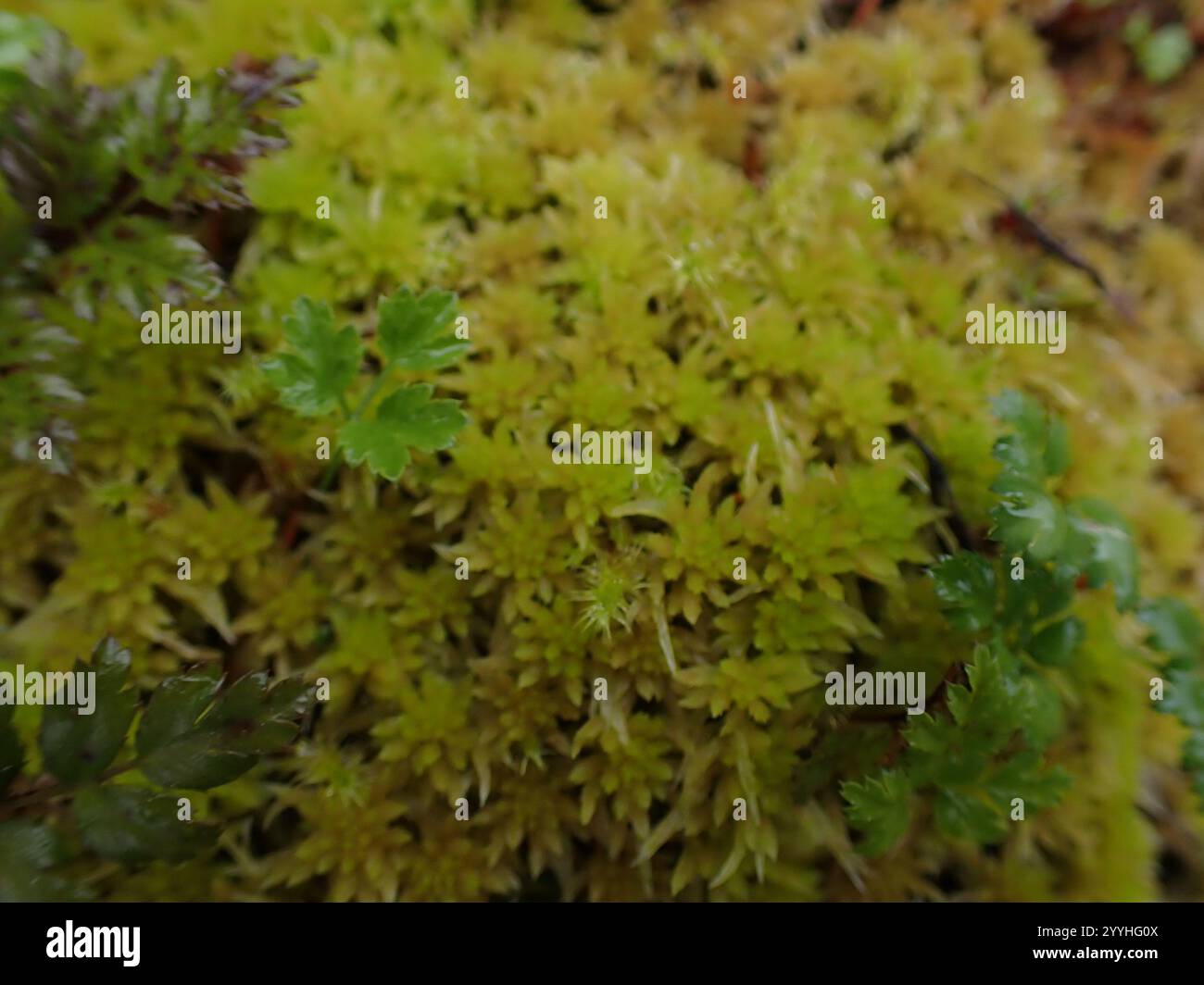 Pacific Peatmoss (Sphagnum pacificum Stock Photo - Alamy