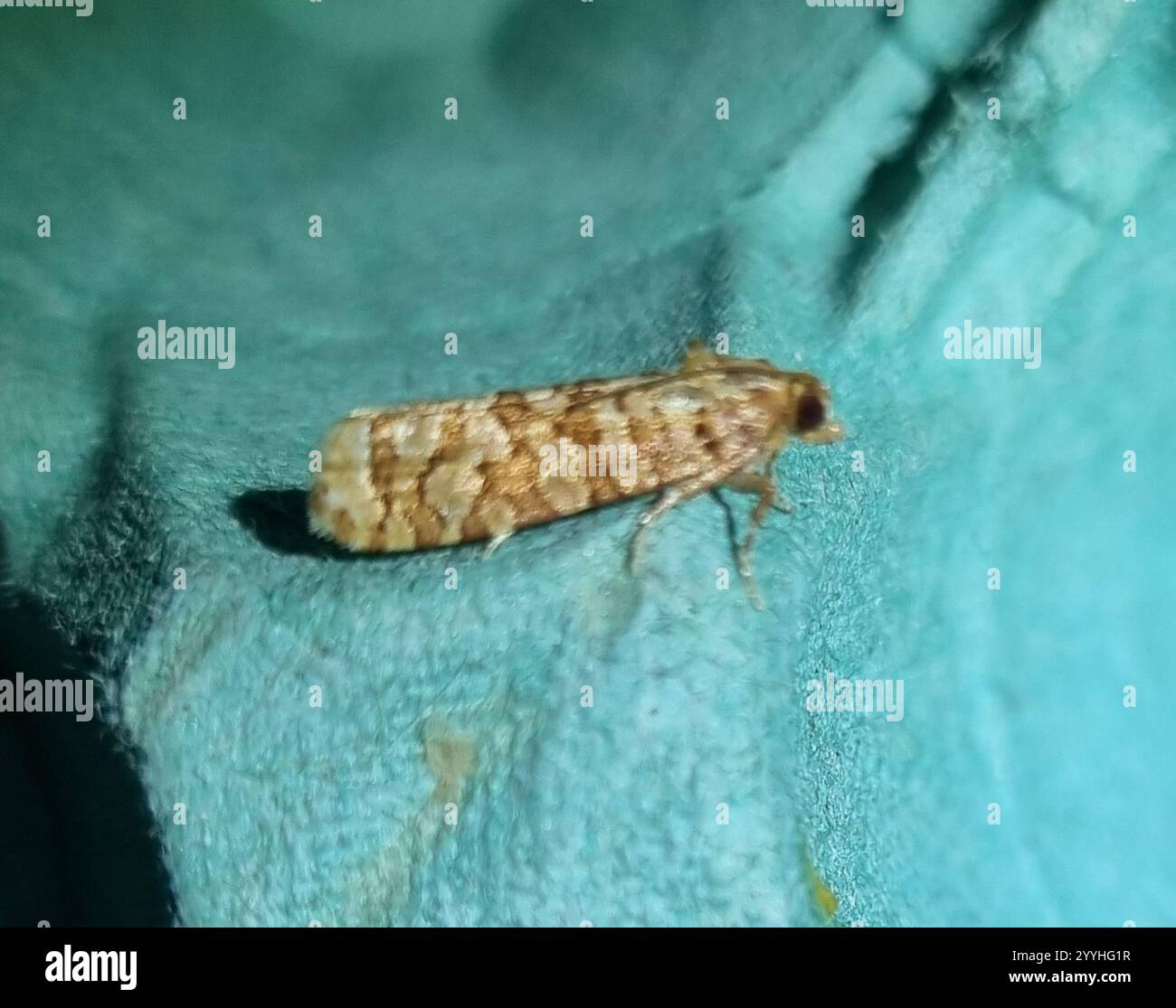 Orange Pine Tortrix (Lozotaeniodes formosana Stock Photo - Alamy