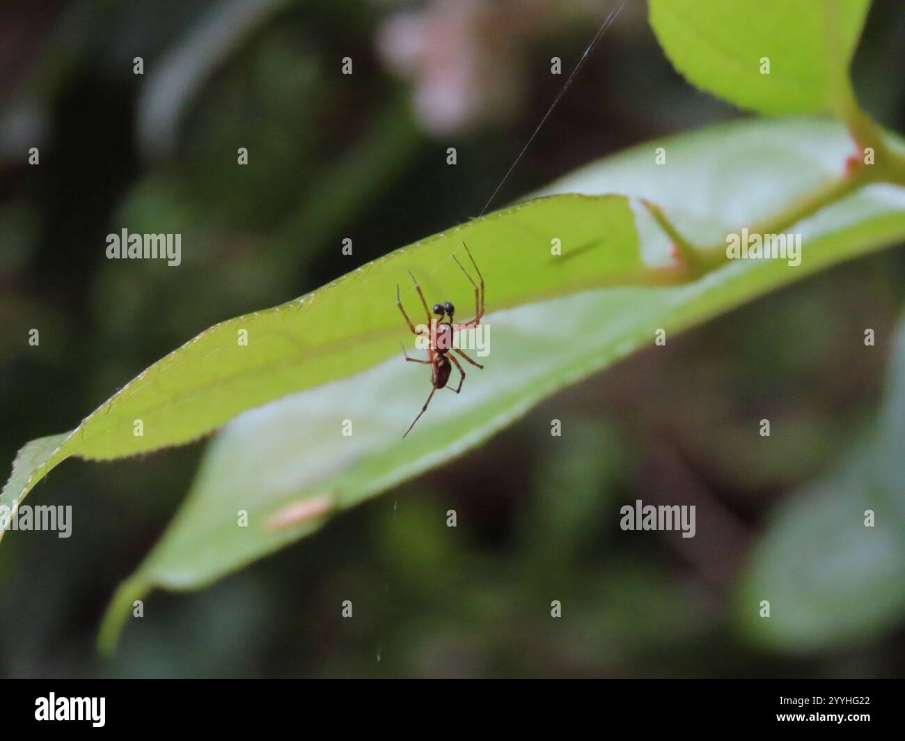Sheetweb and Dwarf Weavers (Linyphiidae Stock Photo - Alamy