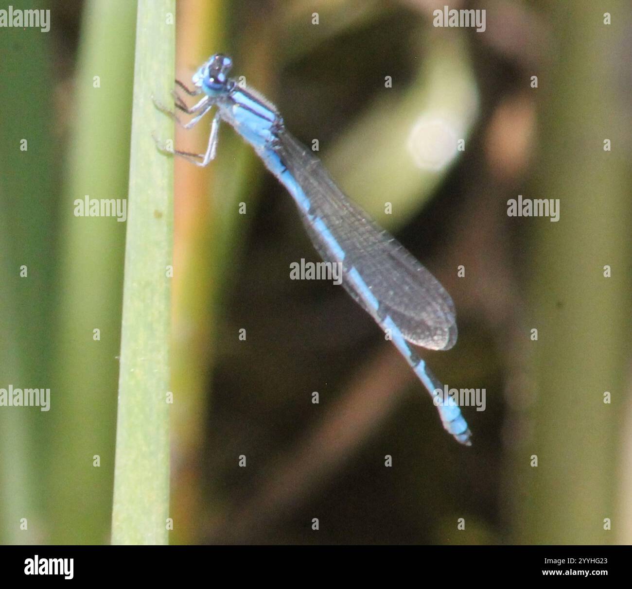 Familiar Bluet (Enallagma civile Stock Photo - Alamy