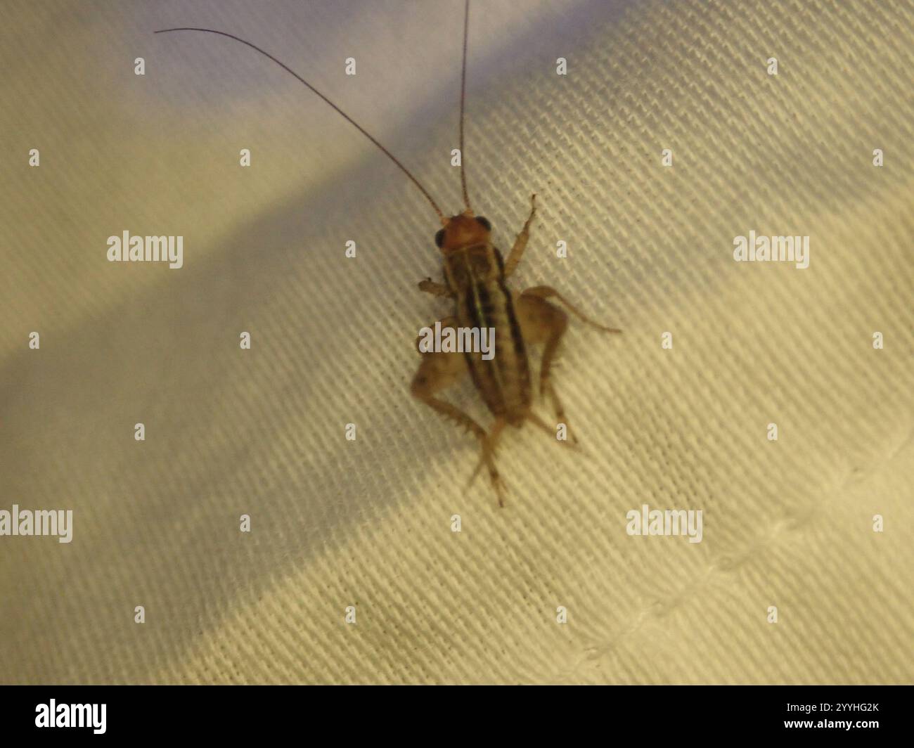 Striped Ground Cricket (Allonemobius fasciatus Stock Photo - Alamy