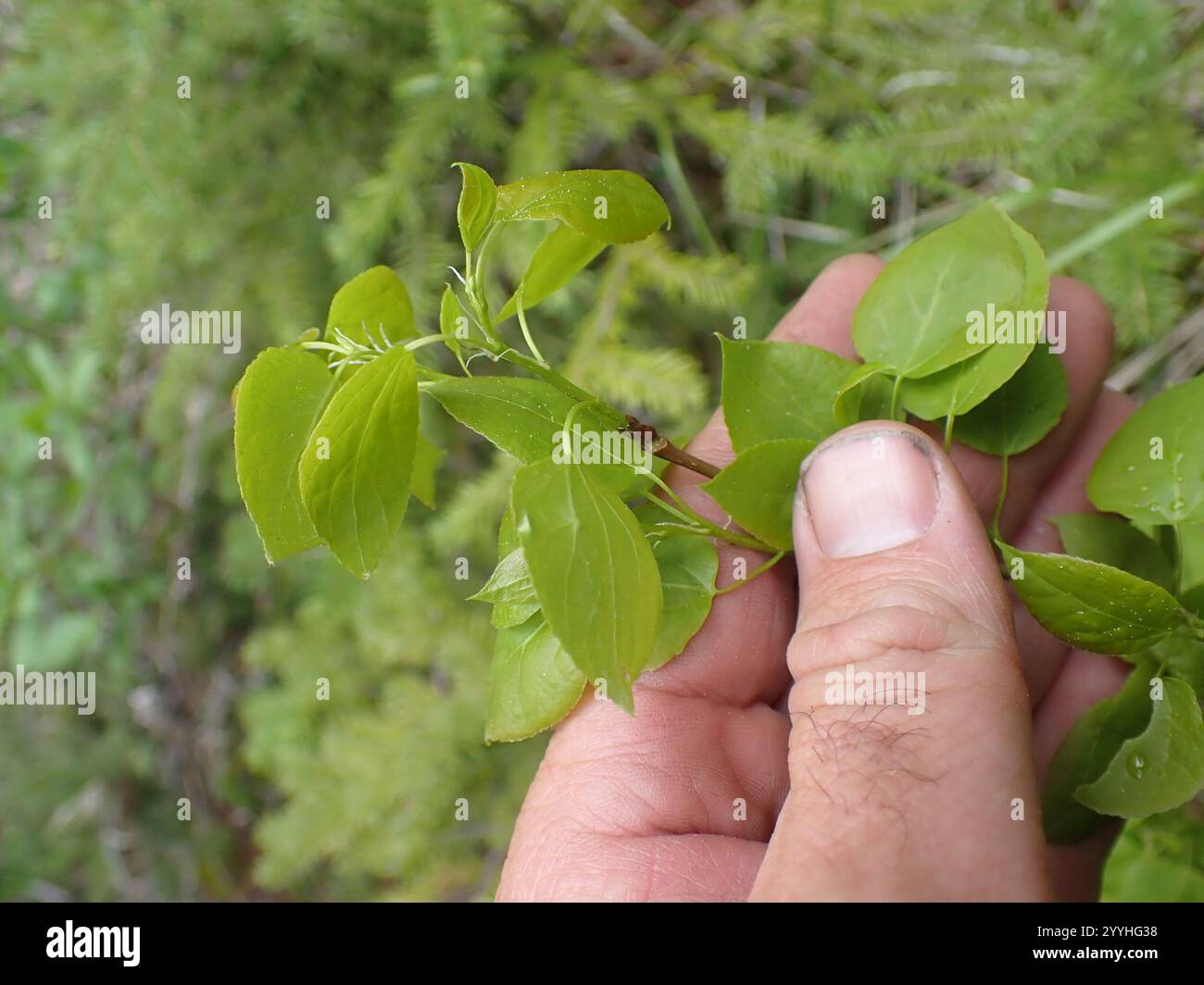 quaking aspen (Populus tremuloides Stock Photo - Alamy