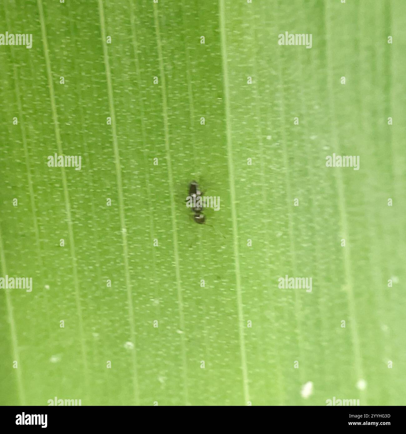 Dark rover ant hi-res stock photography and images - Alamy