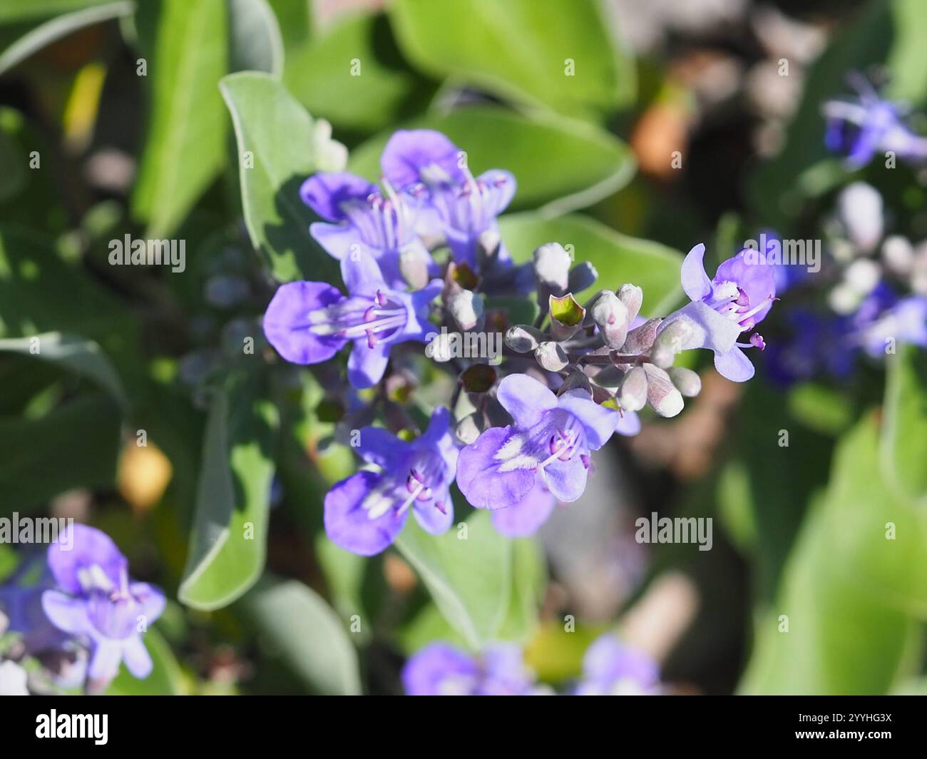 Beach Vitex (Vitex rotundifolia Stock Photo - Alamy