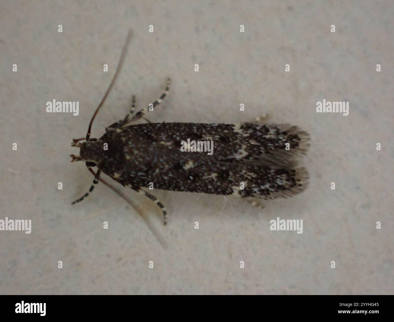 Dark Groundling (Bryotropha affinis Stock Photo - Alamy