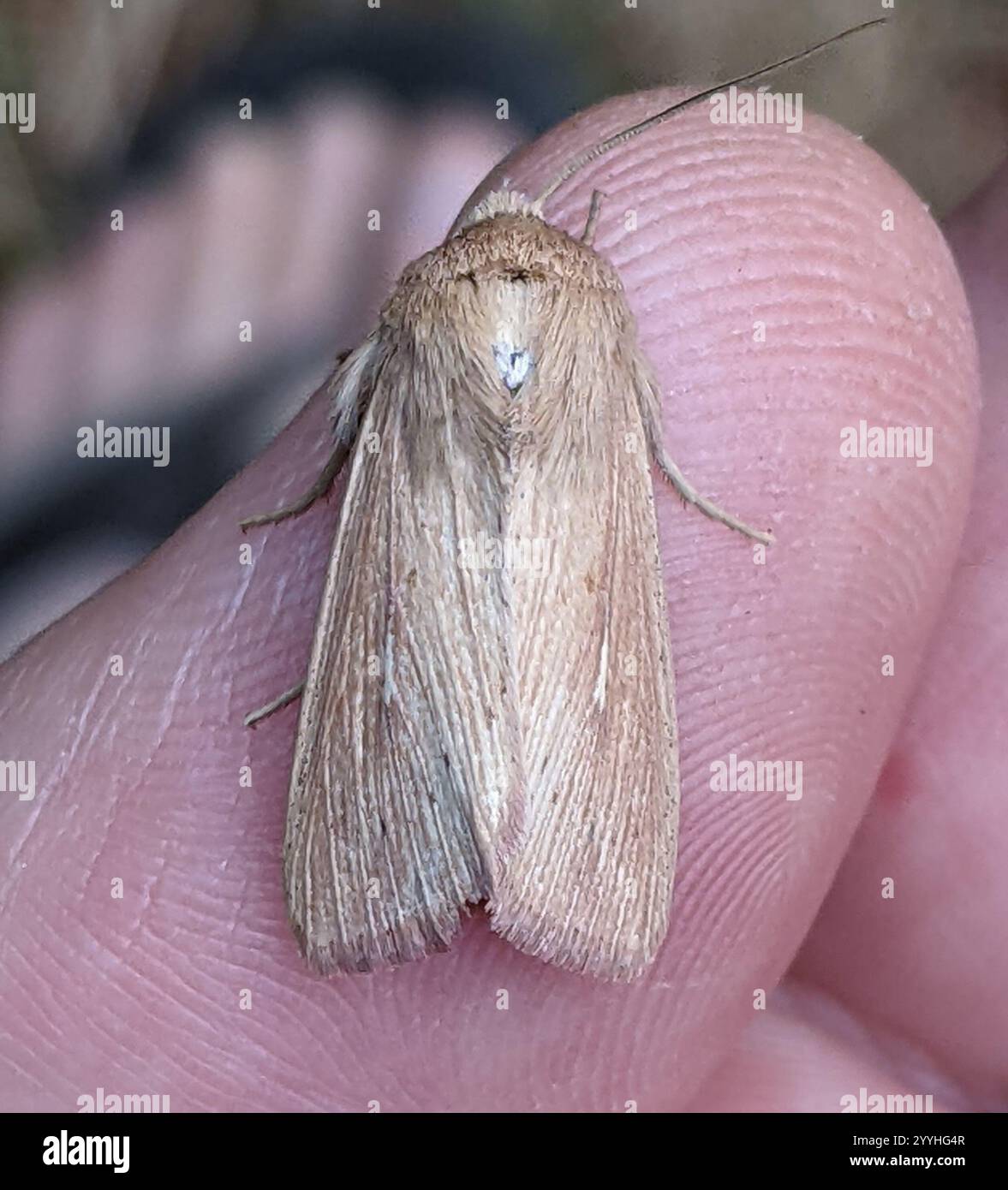 Meadow Wainscot Moth (Leucania farcta Stock Photo - Alamy