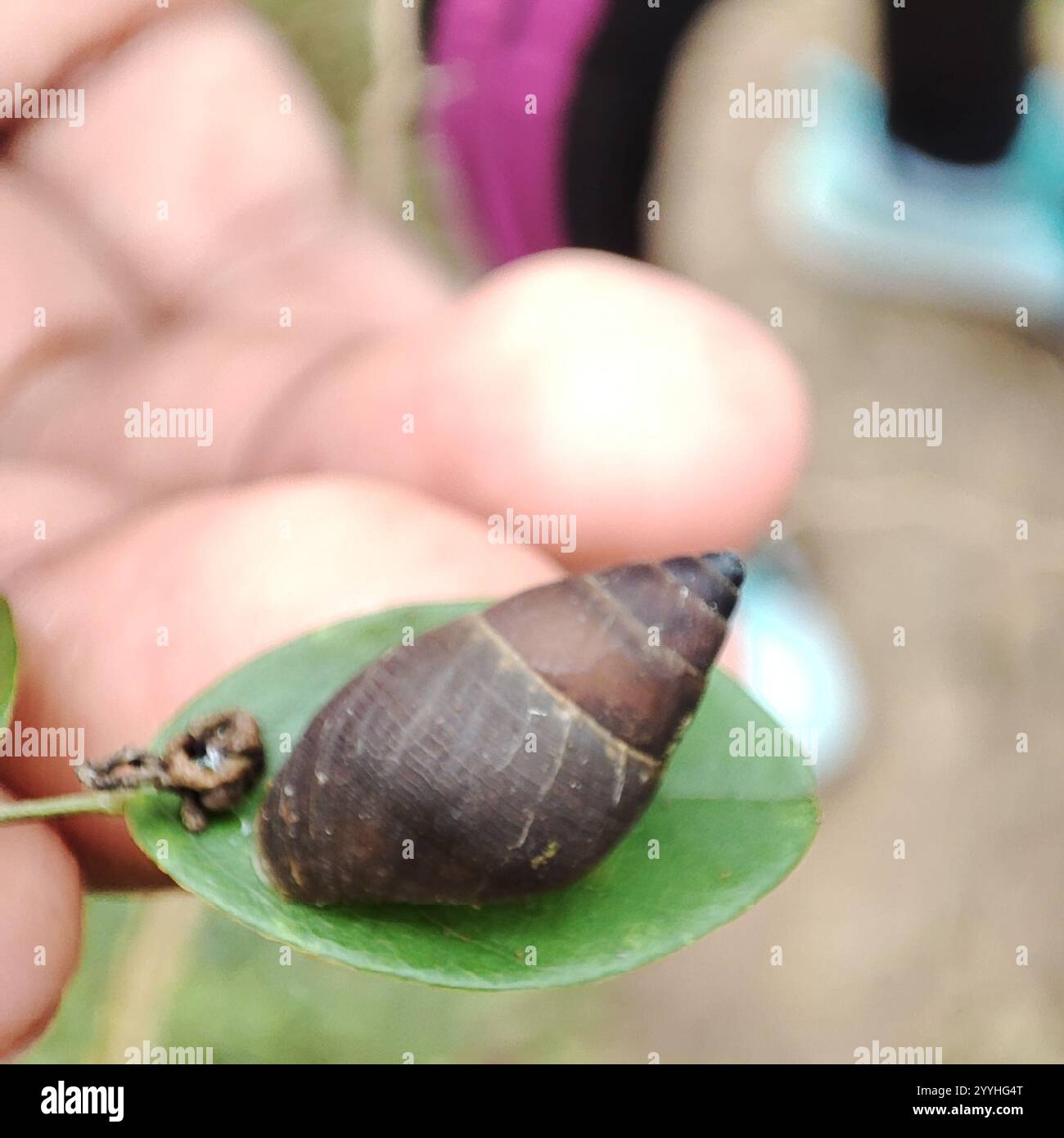 West Indian Bulimulus (Bulimulus guadalupensis Stock Photo - Alamy