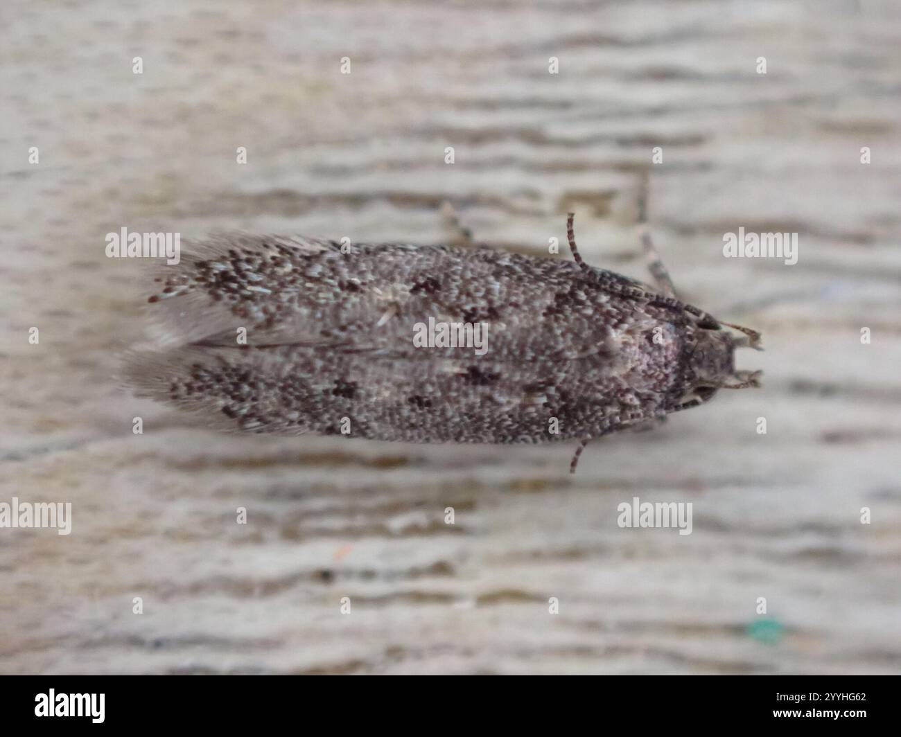 Dark Groundling (Bryotropha affinis Stock Photo - Alamy