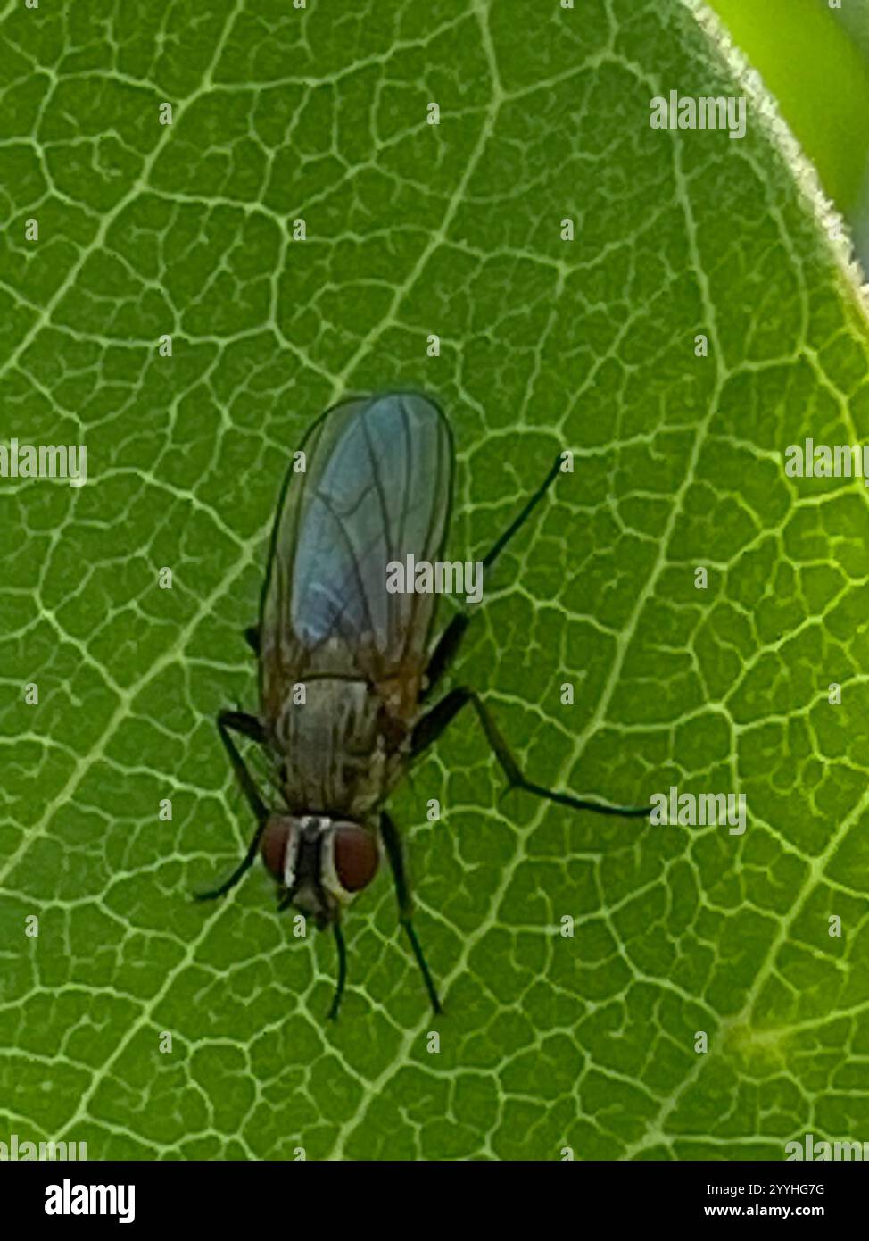 Common Tiger Fly (Coenosia tigrina Stock Photo - Alamy