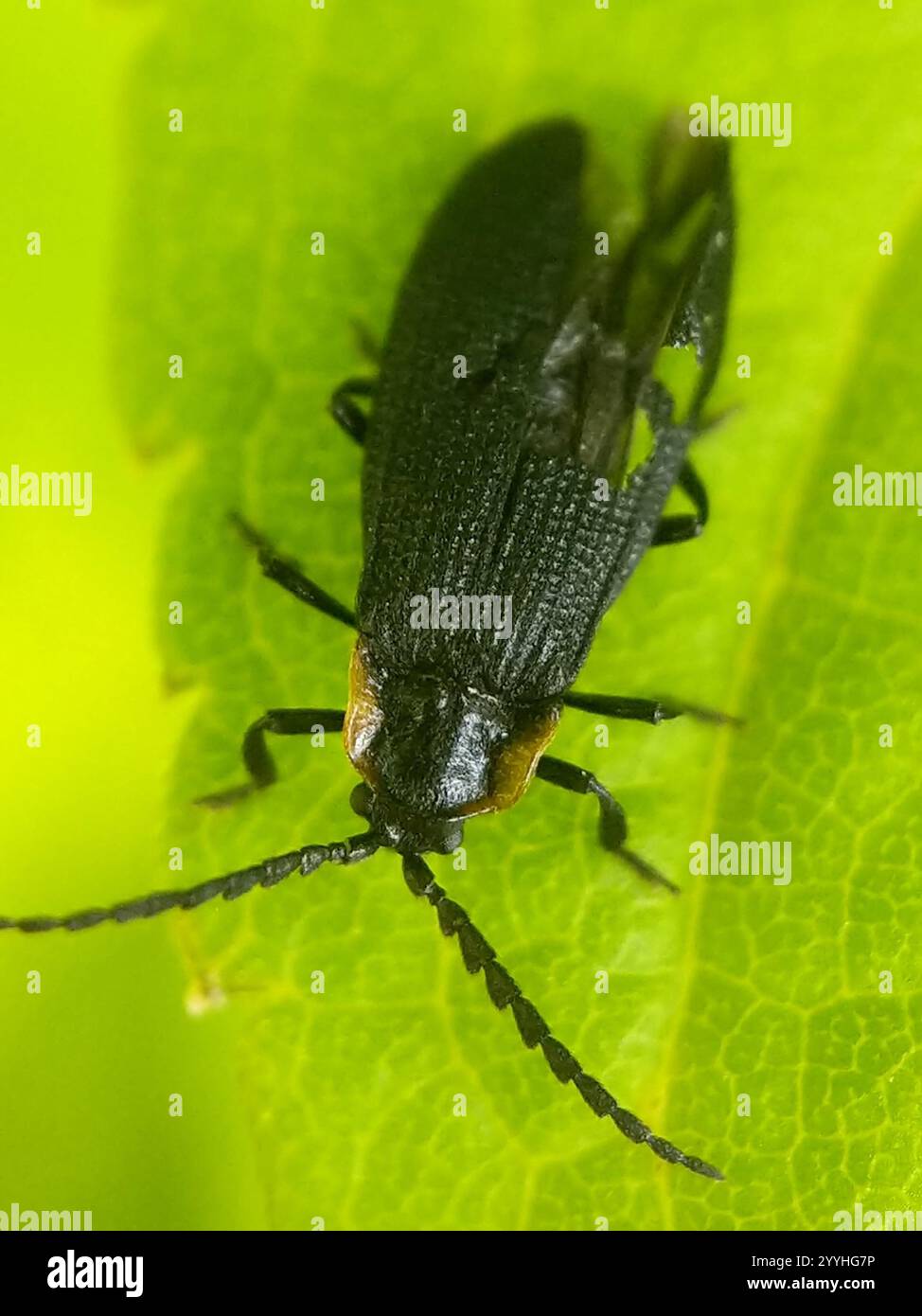 Net winged beetles hi-res stock photography and images - Alamy