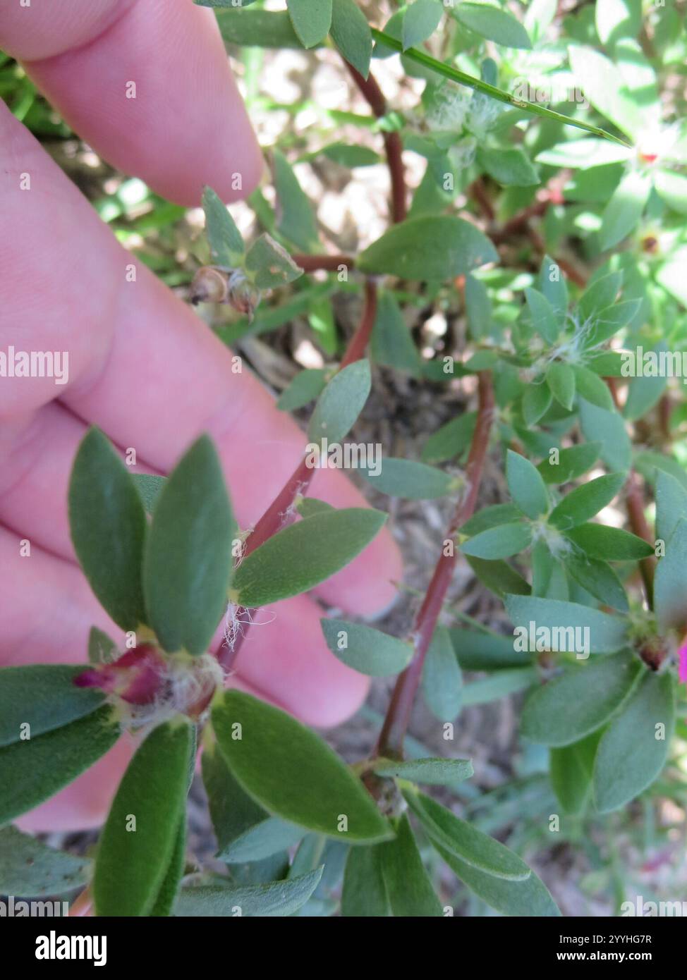 Paraguayan Purslane (Portulaca amilis Stock Photo - Alamy