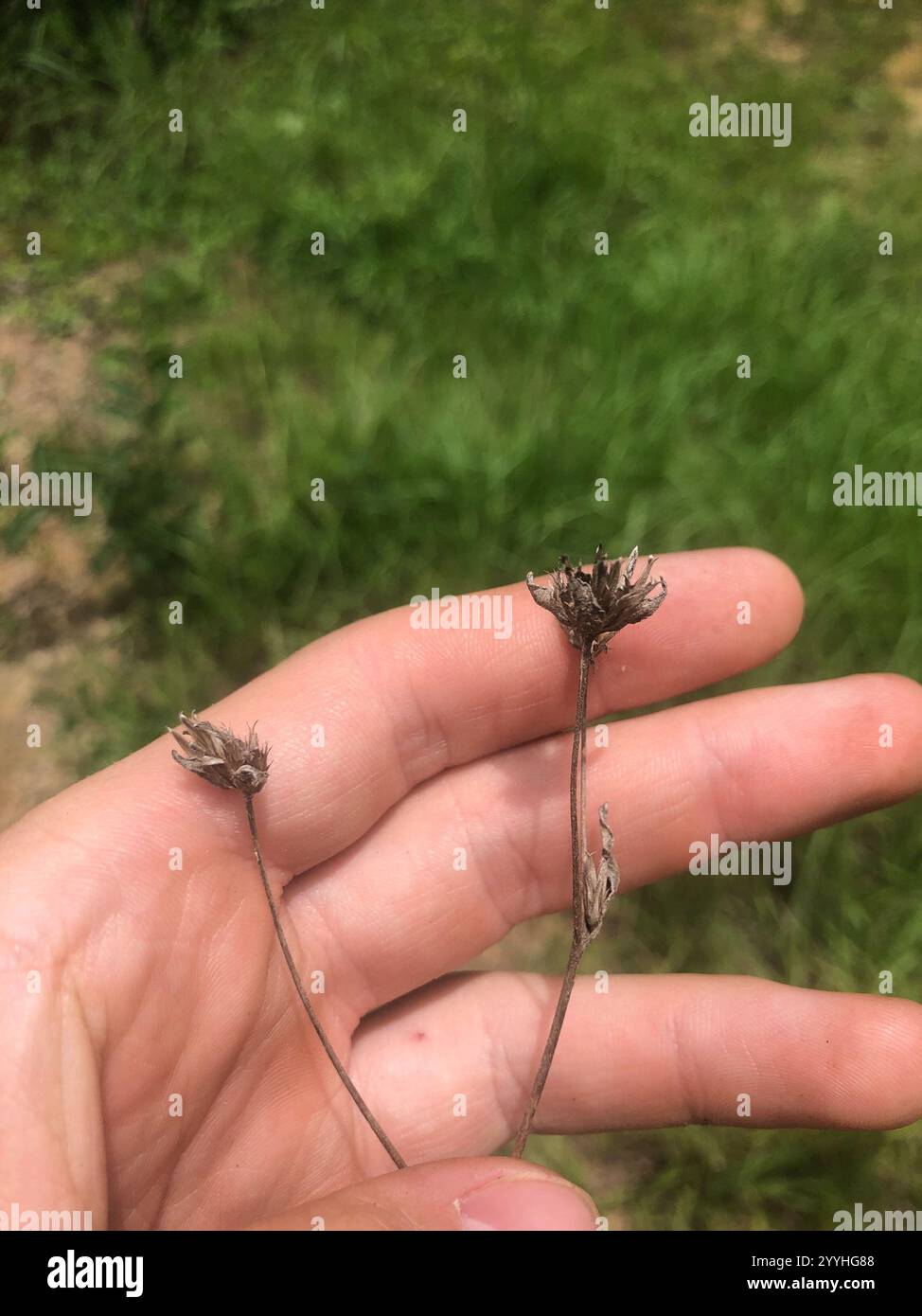 Smooth Elephant's Foot (Elephantopus nudatus Stock Photo - Alamy