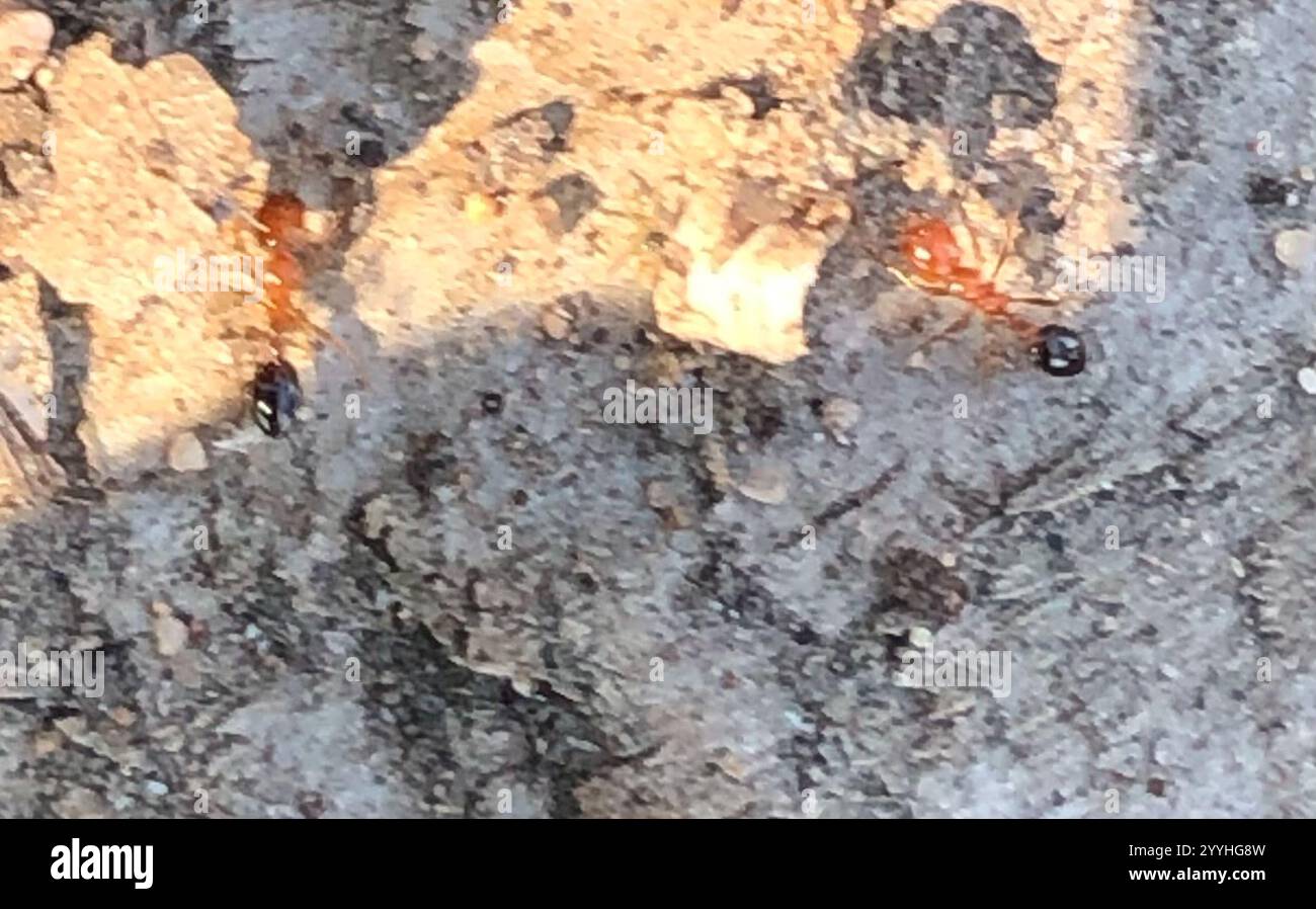 Southern Fire Ant (Solenopsis xyloni Stock Photo - Alamy