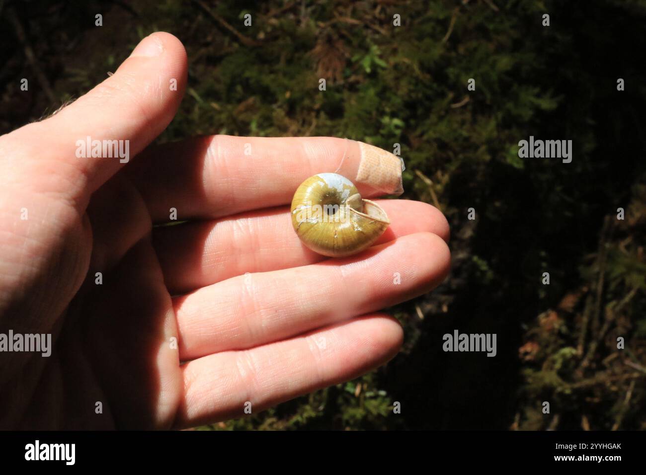 Robust Lancetooth Snail (Haplotrema vancouverense Stock Photo - Alamy
