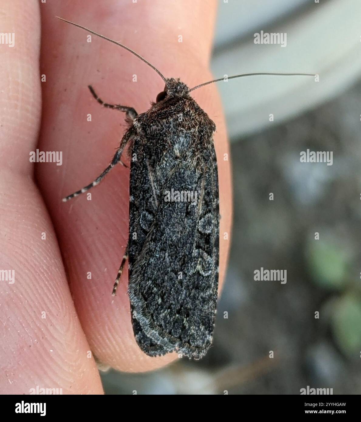 Cutworms and Dart Moths (Noctuinae Stock Photo - Alamy