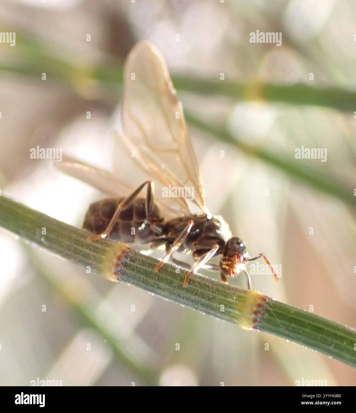 Odorous Ants (Dolichoderinae Stock Photo - Alamy
